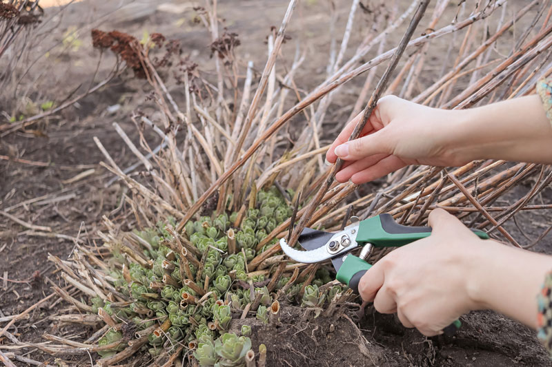 The Magic of Winter Pruning: Why and How to Prune During Dormant Months ...